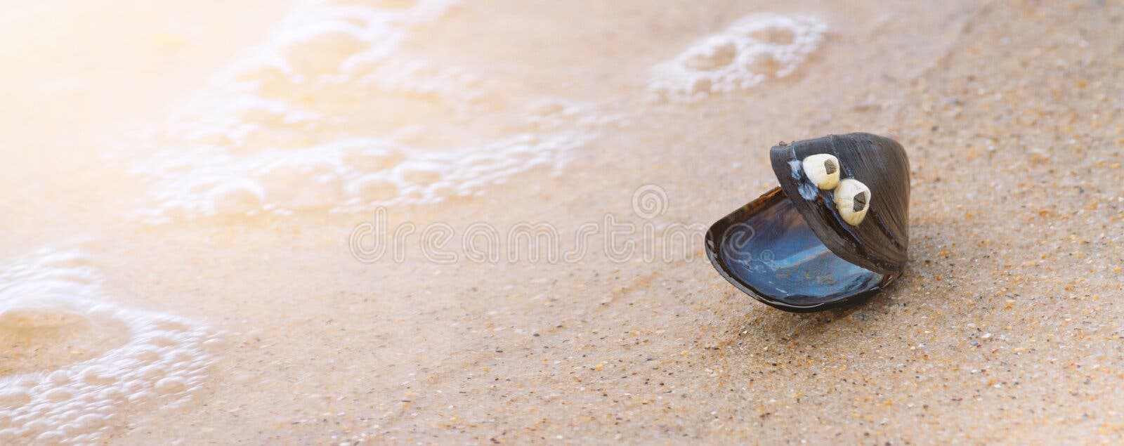 Summer Background - Shell Hell in the Form of a Funny Face on the Sand ...