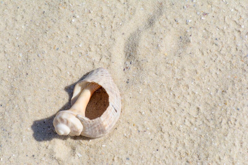 327 Broken Conch Shell Stock Photos - Free & Royalty-Free Stock Photos ...
