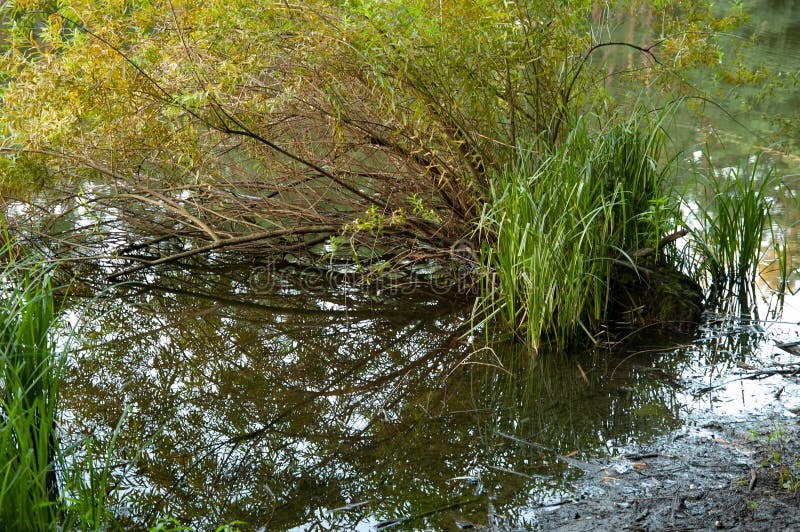 Summer Background: Water and Reeds Stock Photo - Image of warm, trees ...