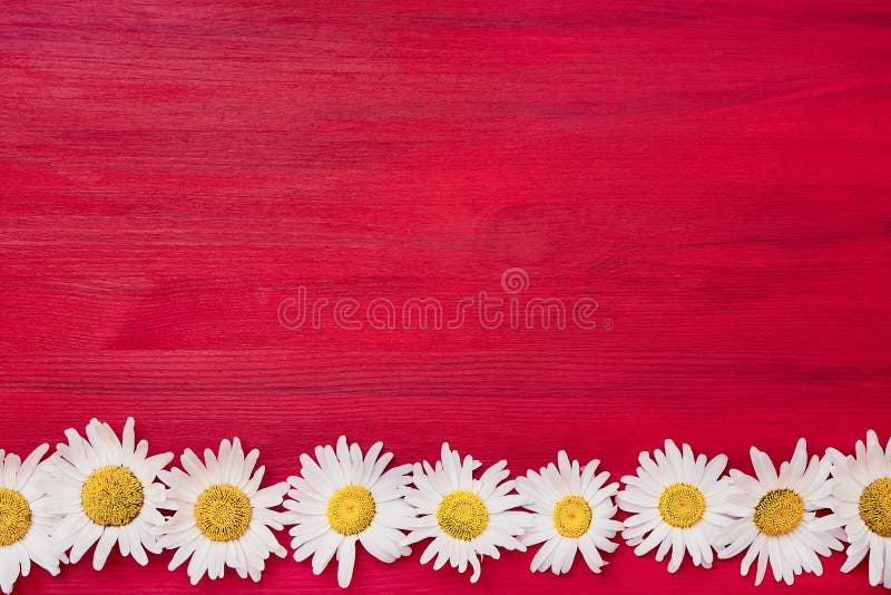Daisy Chain Border