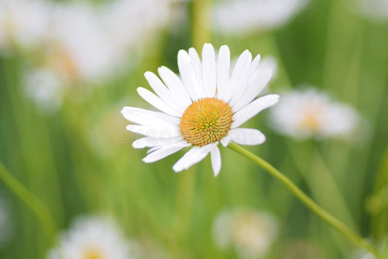 Summer Background of White Daisy Flower Stock Photo - Image of ...