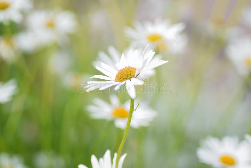 Summer Background of White Daisy Flowers in Horizontal Frame Stock ...
