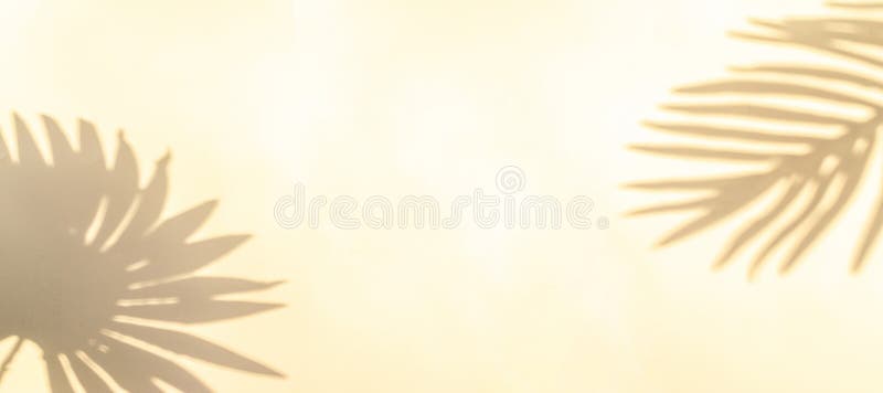 Summer Backgrounds. Plant Leaf Shadows on White Wall in Tropical Summer ...