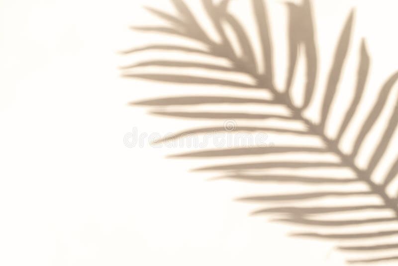 Summer Backgrounds. Plant Leaf Shadows on White Wall in Tropical Summer ...