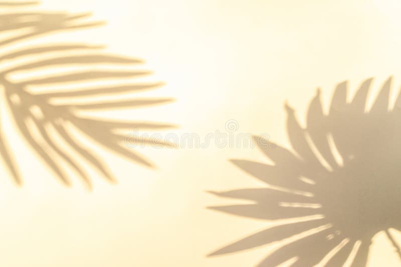 Summer Backgrounds. Plant Leaf Shadows on White Wall in Tropical Summer ...