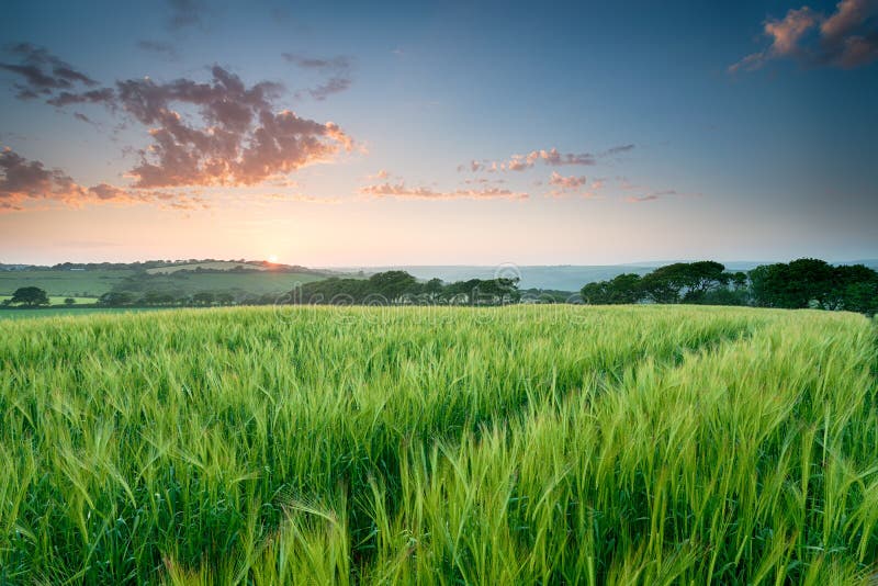 Summer Barley Field stock photo. Image of cornish, corn - 74405548