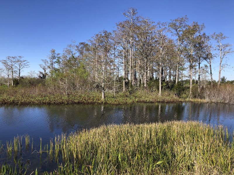 Summer in the swamp stock image. Image of edge, coast - 108198487