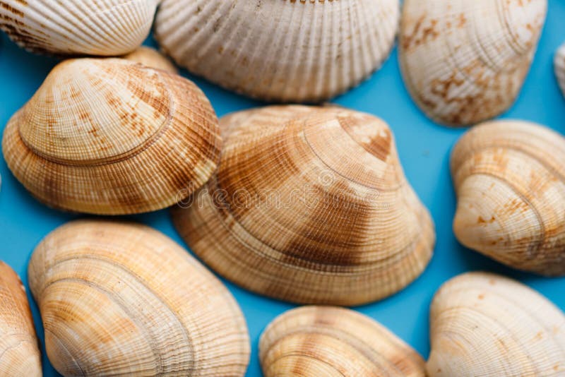 Summer Beach Background, Seashells on Light Blue Background. Top View ...
