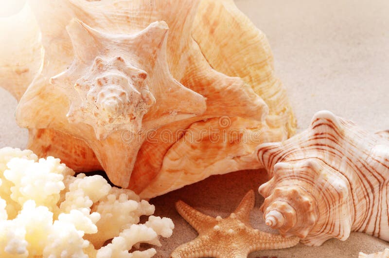 Summer Beach. Seashell on the Sand. Top View Stock Image - Image of ...