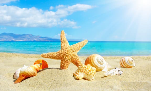 Summer Beach with Starfish and Shells Stock Photo - Image of seashells ...