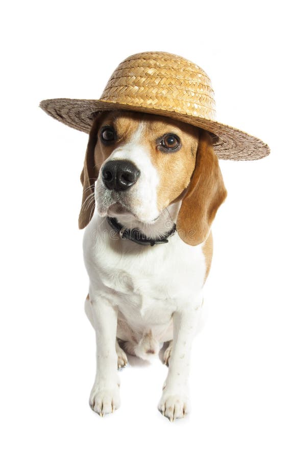Summer beagle stock photo. Image of pedigree, playful - 50343230