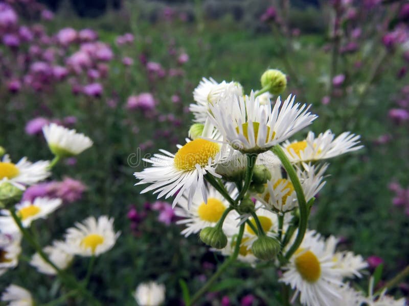 Summer wild flowers stock photo. Image of blue, chamomile - 121091908