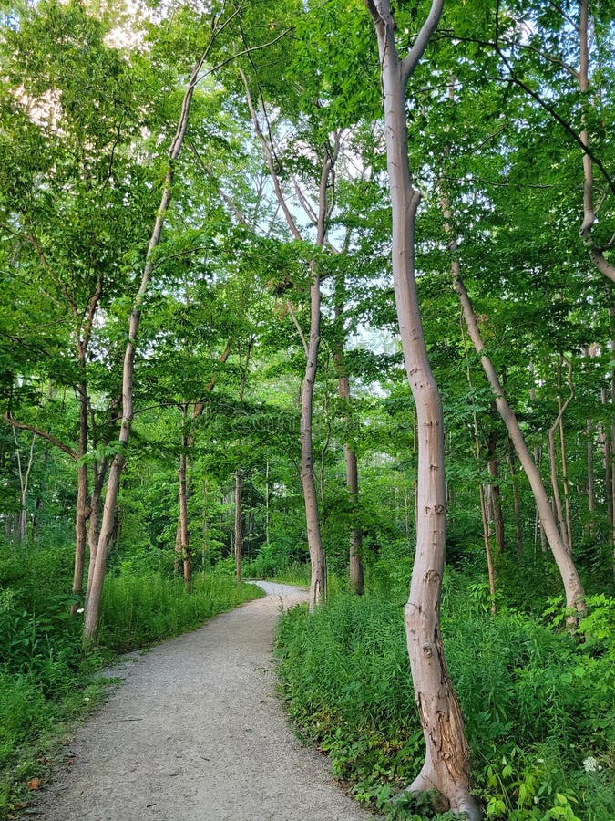 Summer Beauty in Schmidt Woods Stock Image - Image of season, trails ...