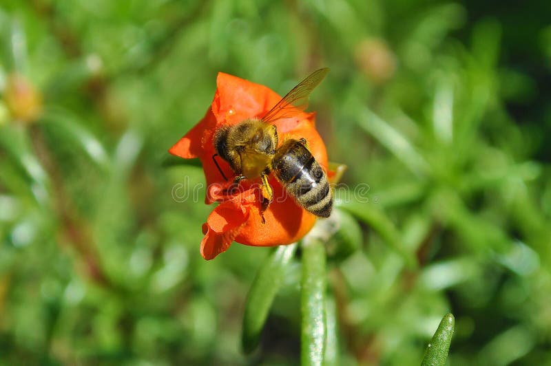 Summer bee stock image. Image of nectar, pollen, summer - 80432949