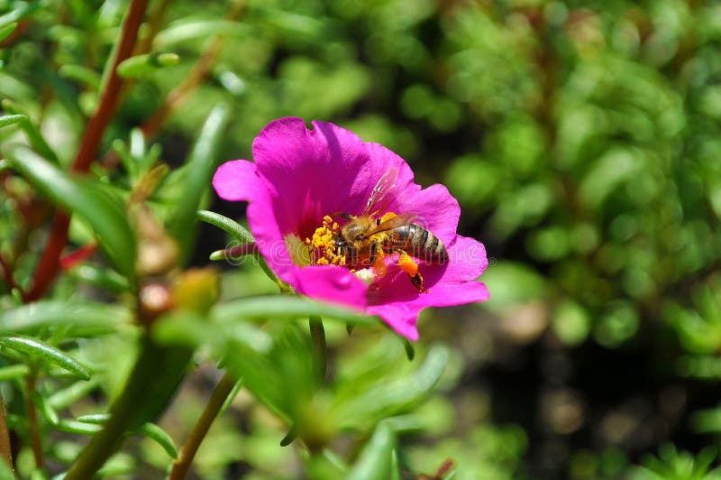 Summer bee 2 stock image. Image of close, heat, naturalism - 80432967