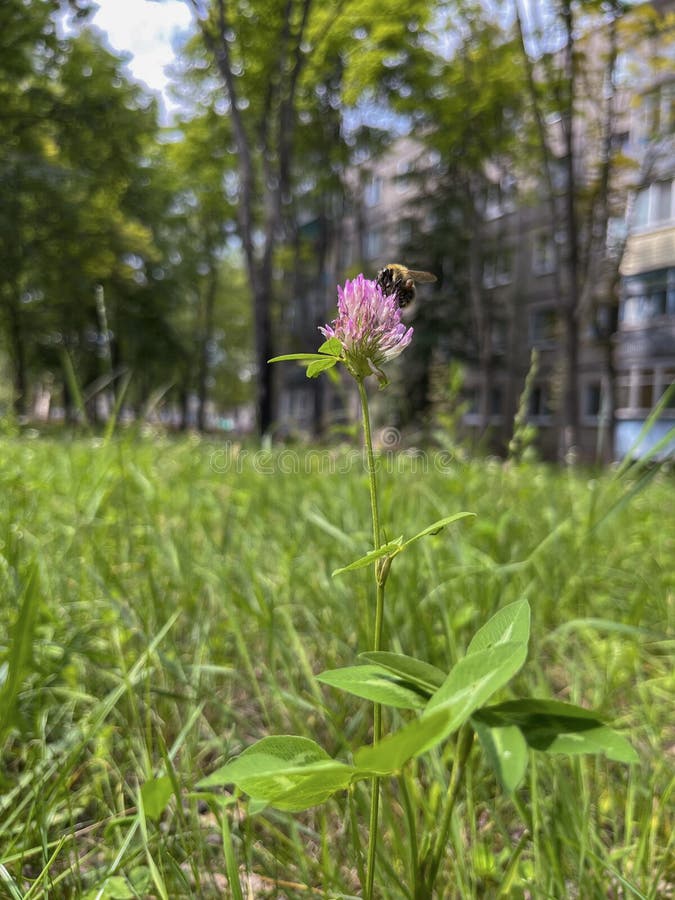 In Summer, a Bee Pollinates Pink Clover Stock Image - Image of flower ...