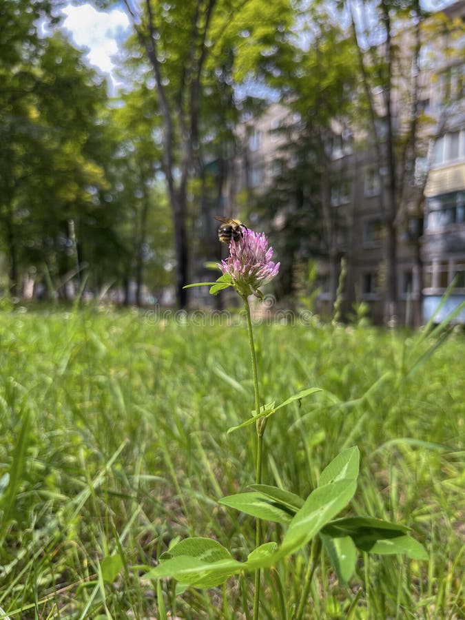 In Summer, a Bee Pollinates Pink Clover Stock Photo - Image of season ...