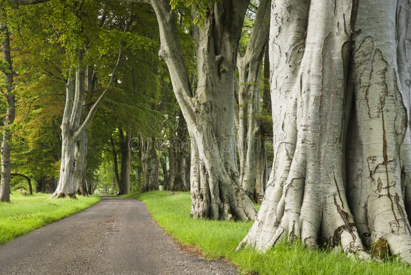 Summer Beech Avenue stock photo. Image of point, bark - 78740120