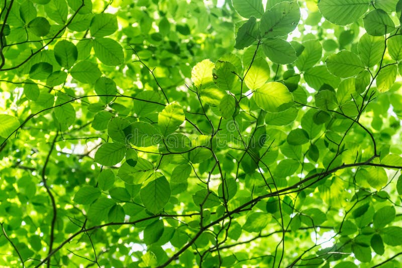 Summer Beech Forest Canopy: Vibrant Green Foliage Stock Photo - Image ...