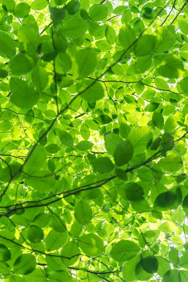 Summer Beech Forest Canopy: Vibrant Green Foliage Stock Image - Image ...