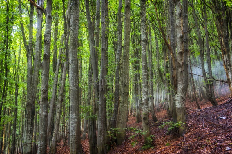 Summer Beech Forest on the Slopes of the Mountains, Ukrainian ...