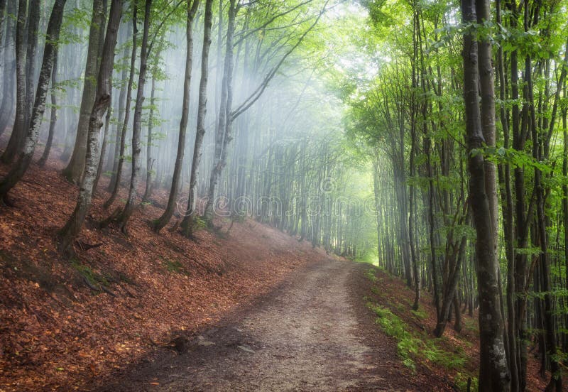 Summer Beech Forest on the Slopes of the Mountains, Ukrainian ...
