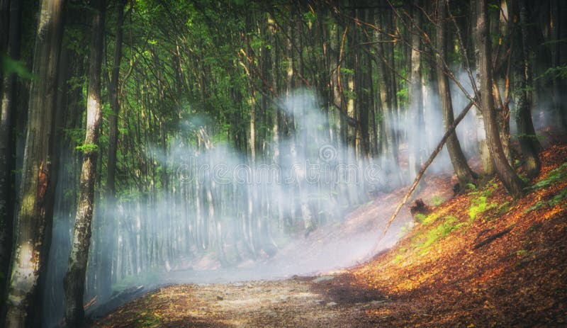 Summer Beech Forest on the Slopes of the Mountains, Ukrainian ...