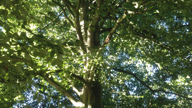 Summer Beech Forest on the Slopes of the Mountains, Ukrainian ...