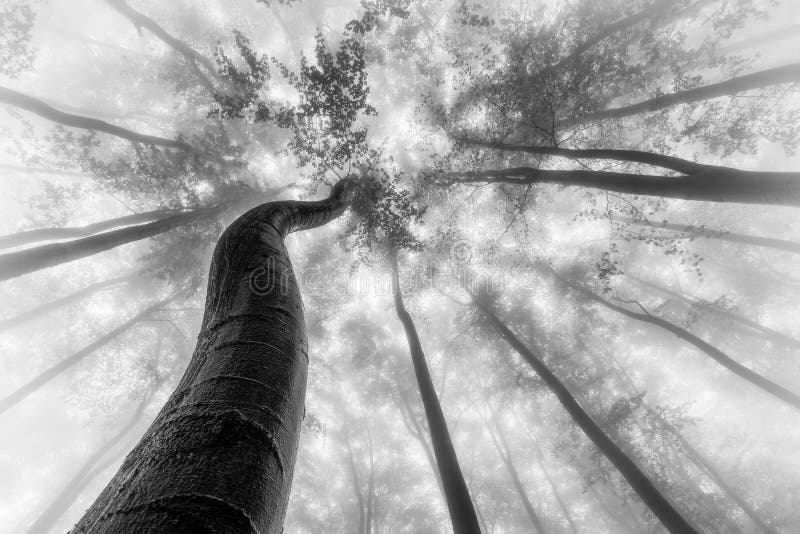 Summer Beech Trees with Fog Stock Image - Image of park, natural: 306160881