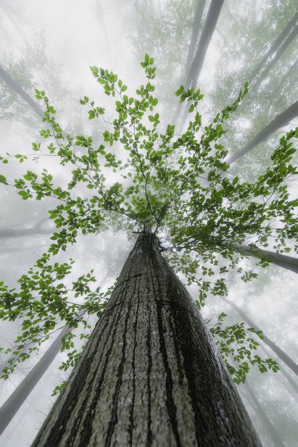 Summer Beech Trees with Fog Stock Photo - Image of leaves, growth ...