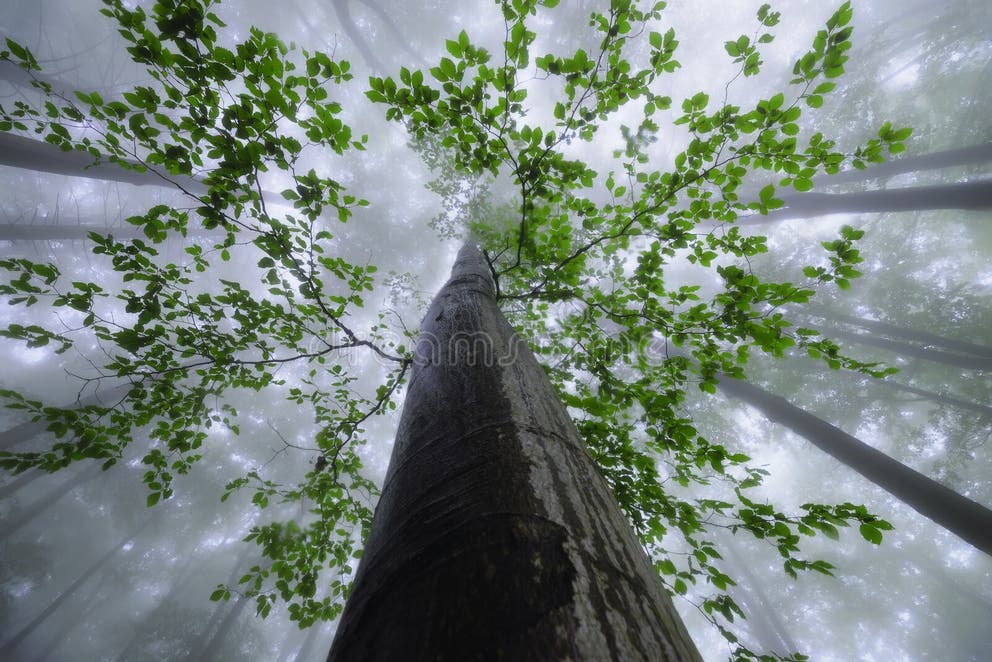 Summer Beech Trees with Fog Stock Image - Image of scenic, bark: 335653911