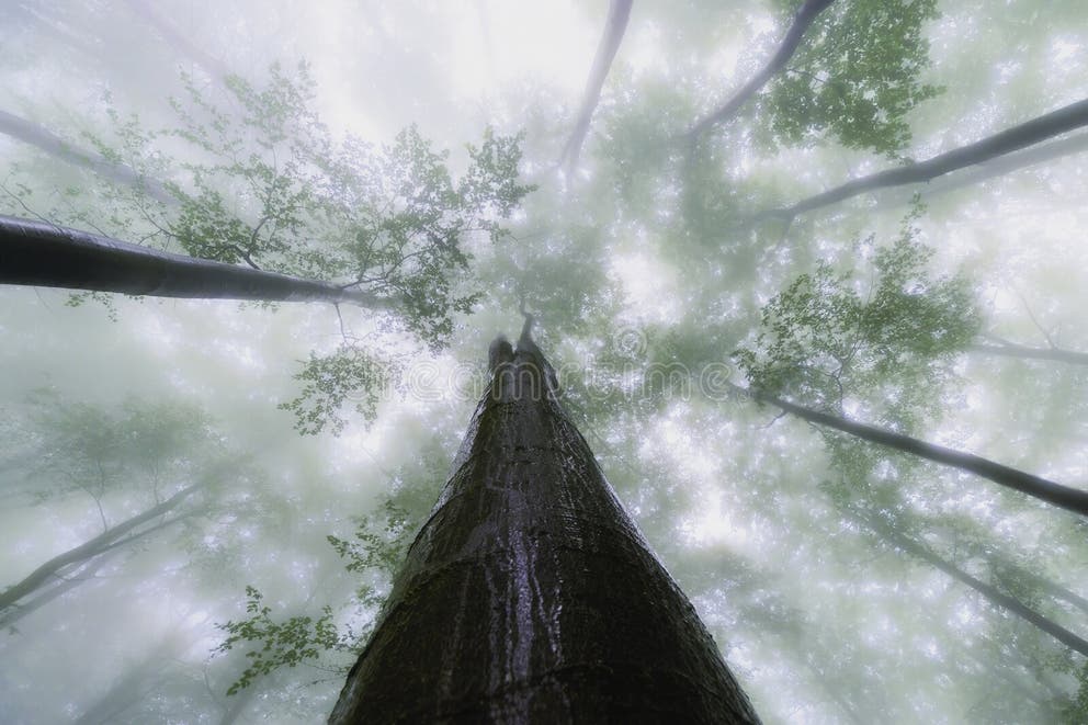 Summer Beech Trees with Fog Stock Photo - Image of tree, beautiful ...
