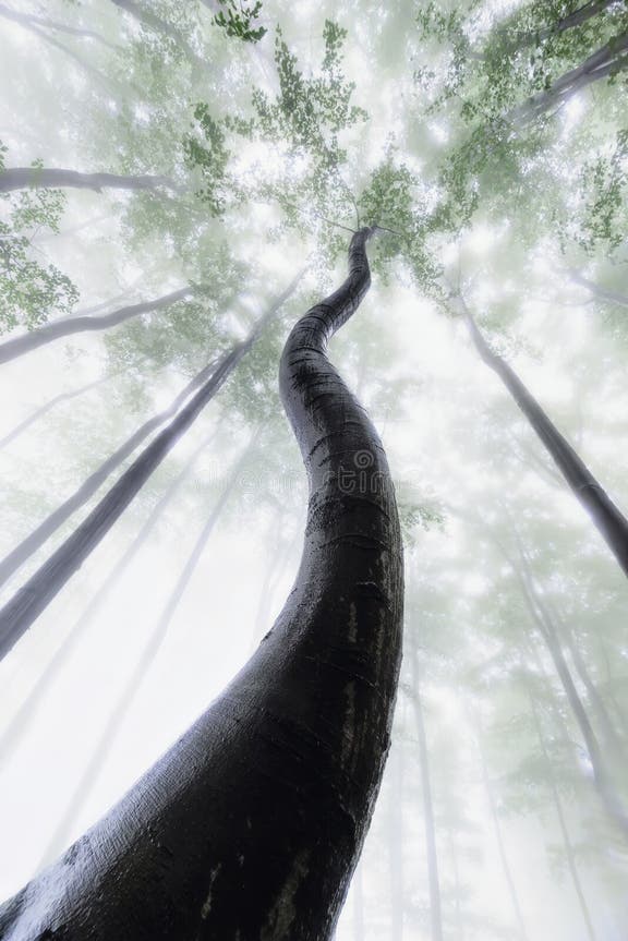 Summer Beech Trees with Fog Stock Image - Image of leaves, outdoor ...