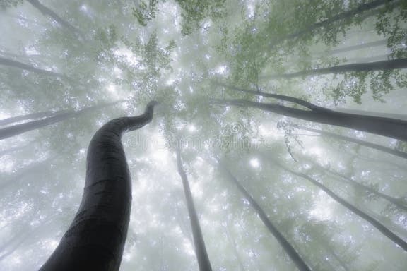 Summer Beech Trees with Fog Stock Image - Image of beech, beechen ...