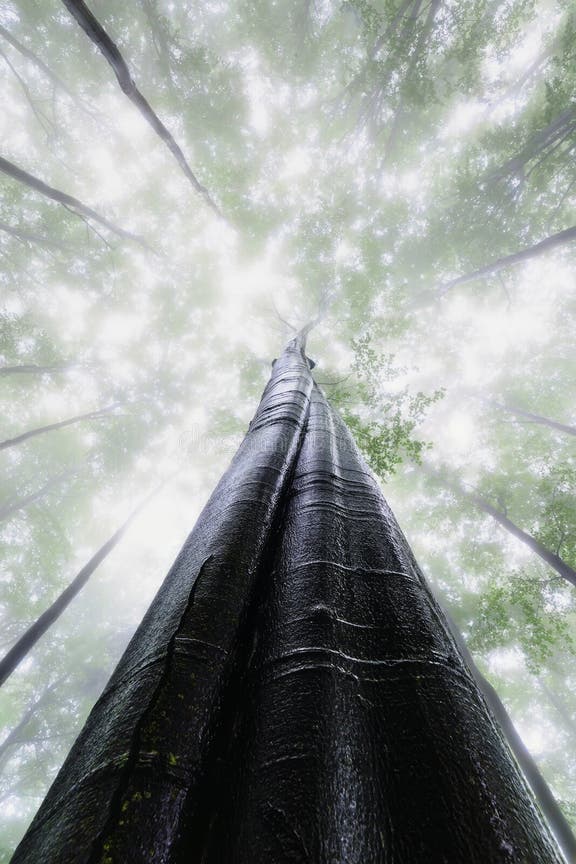 Summer Beech Trees with Fog Stock Photo - Image of vertical, beechen ...