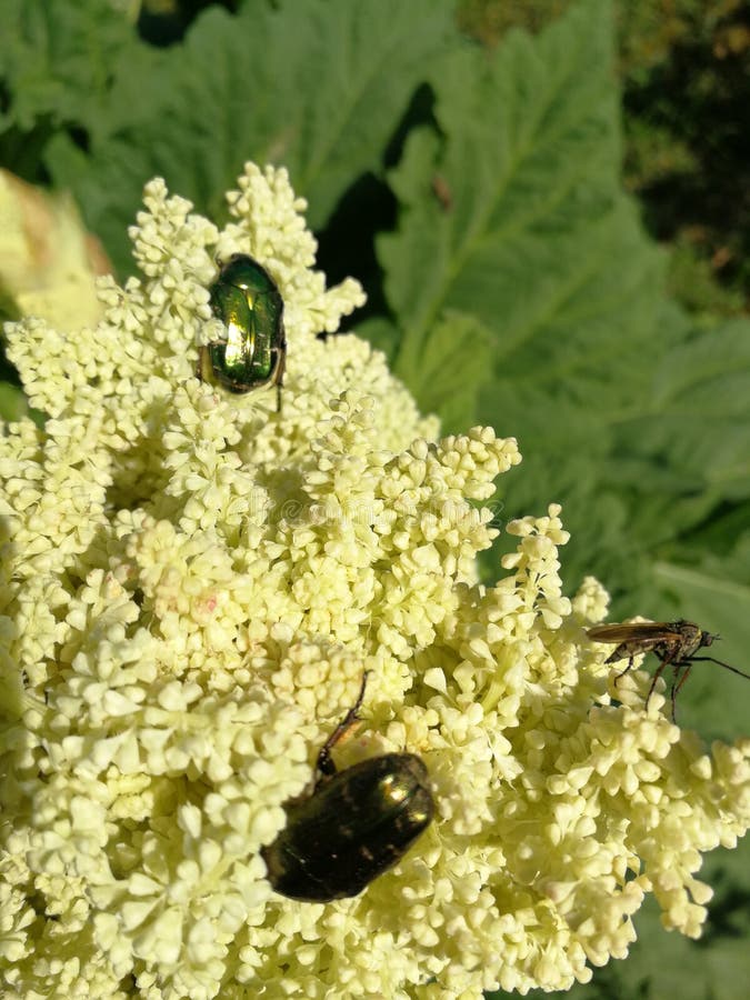 Summer beetles bug stock image. Image of green, flower - 117379951
