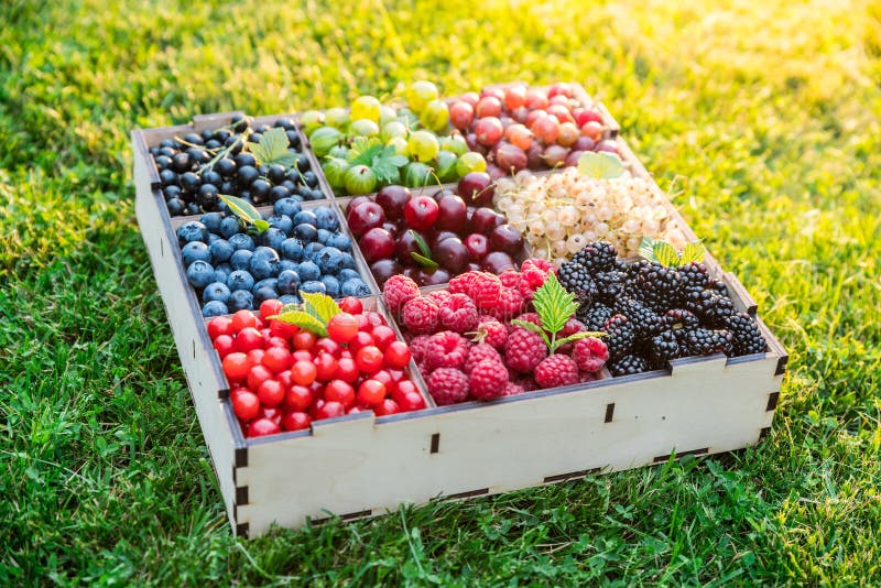 Summer Berries in Wooden Box on the Green Grass. Top View Stock Photo ...