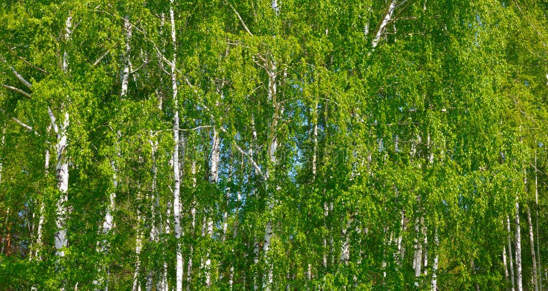 Summer birch forest stock image. Image of life, clear - 22969009