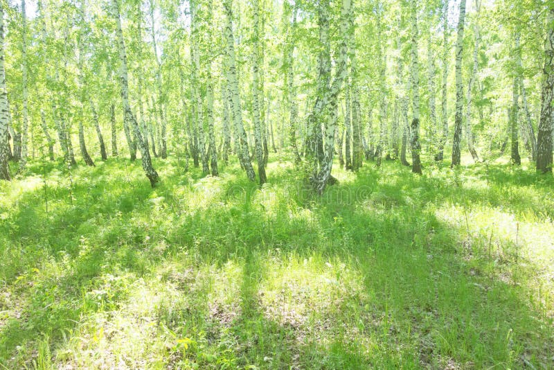 Summer birch forest stock image. Image of plant, environment - 71993177