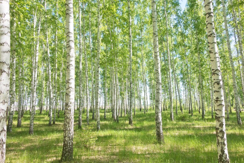 Summer birch forest stock image. Image of tree, landscape - 71993269