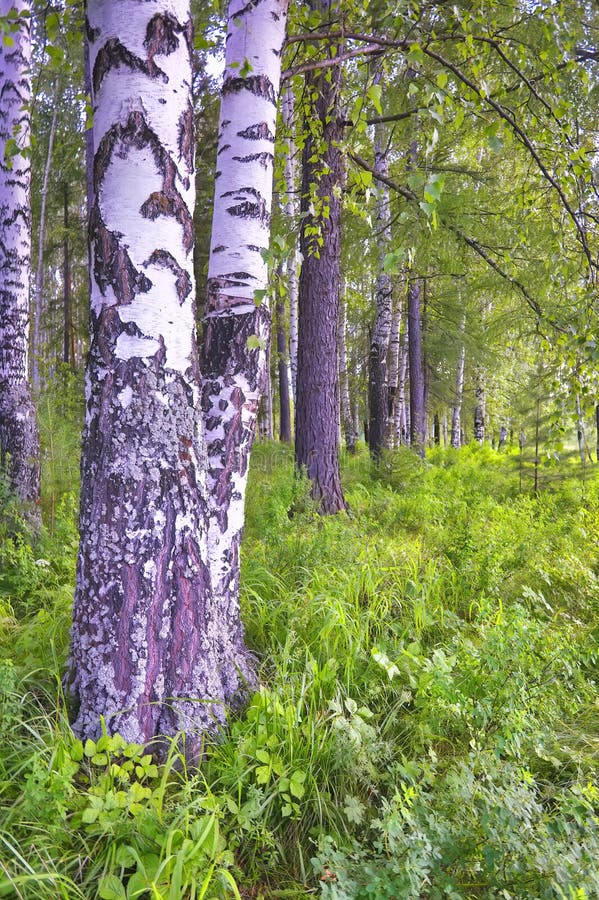 Summer Landscape in a Birch Forest. Summer Birch Forest Landscape View ...