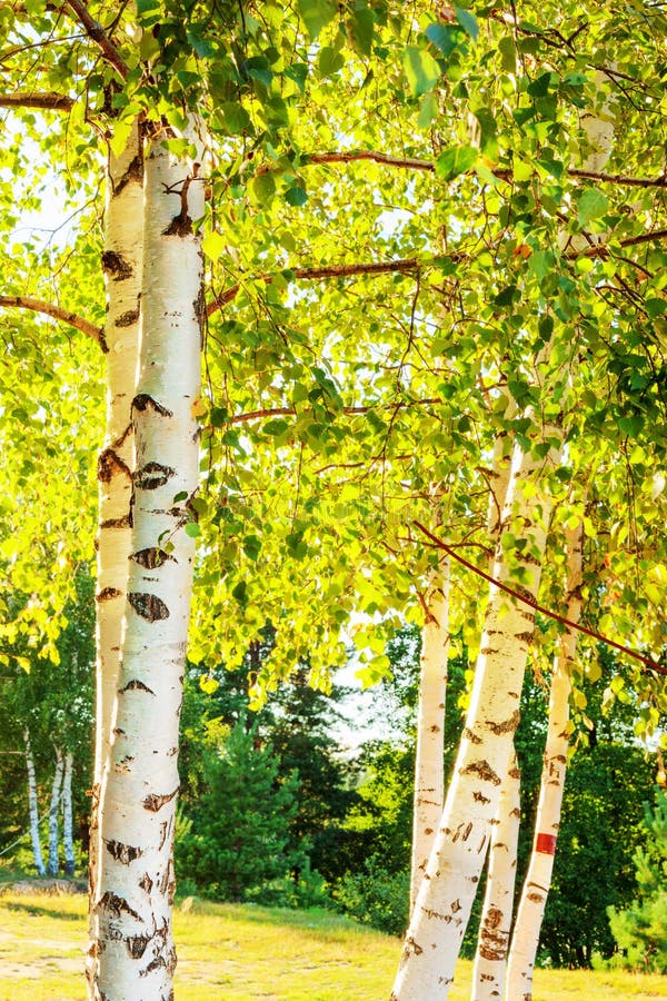Summer in birch forest stock image. Image of nature, sunlight - 82281469