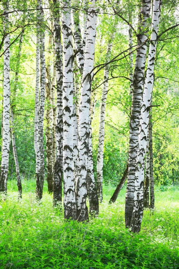 Summer birch forest stock image. Image of woodland, color - 77002371