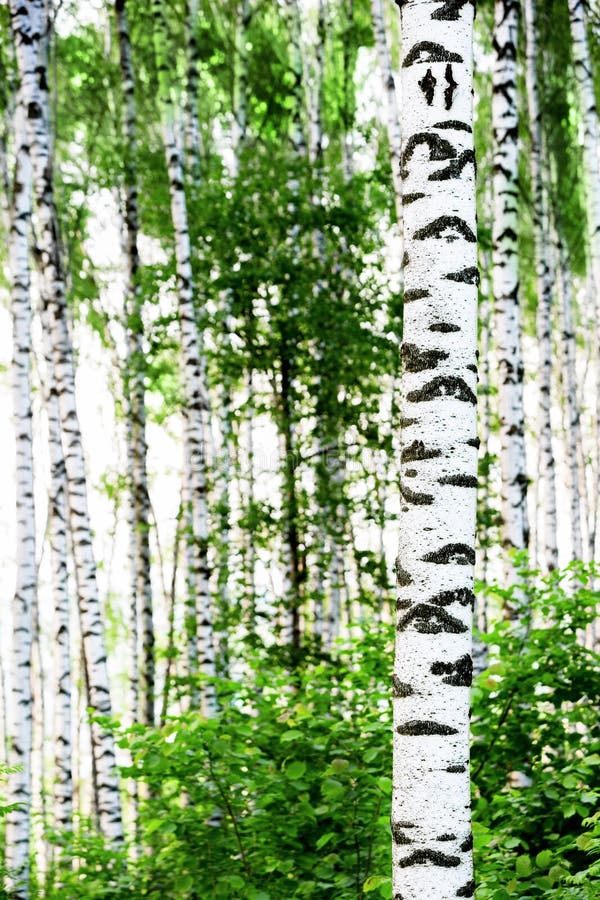 Summer birch forest stock image. Image of outdoors, landscape - 77038719