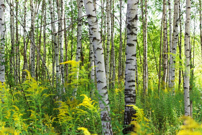 Summer Birch Forests in Sunlight. Sunny Summer Day. Stock Photo - Image ...