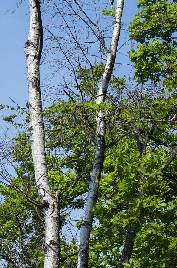 Summer Birch Tree and Blue Sky and Green Leaves Stock Image - Image of ...
