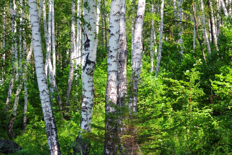 Summer birch trees stock image. Image of trees, white - 4435583