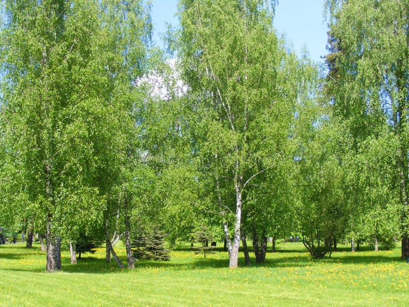 A summer birchwood stock photo. Image of card, birchwood - 116711648