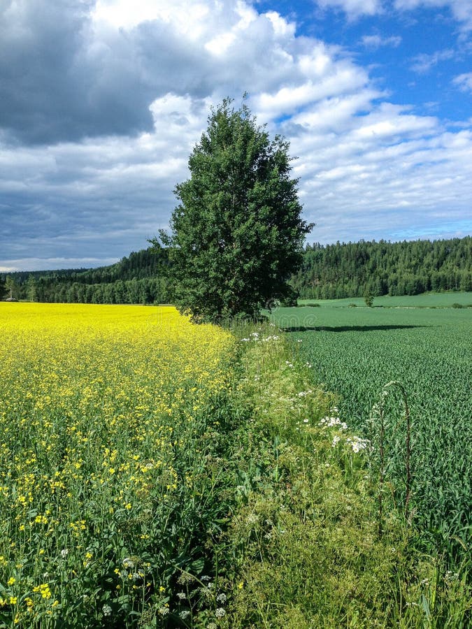 Summer Blooming Raps Field Half and Half Stock Image - Image of blue ...