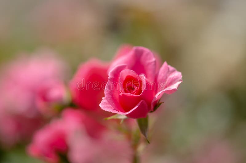 Summer Blossoming Pink Roses in Summer. Stock Image - Image of focus ...